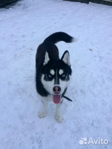 Сибирский хаски