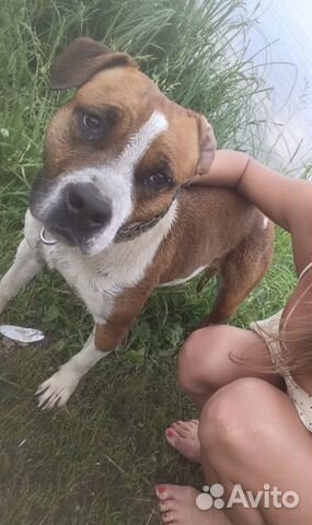 Стаффордширский терьер