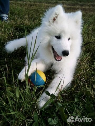 Самоед 8 мес (девочка)