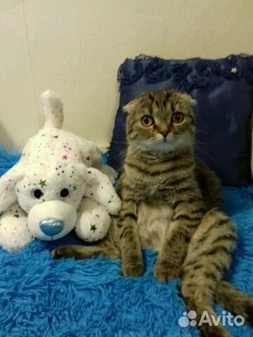 Кошка шотландская.Вязка