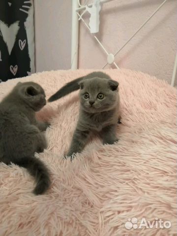 Шотландские мимишные котятки