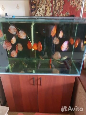 Аквариум 330 литров