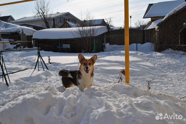Вельш корги пемброк