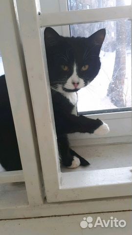 Ищет дом замечательный котик)