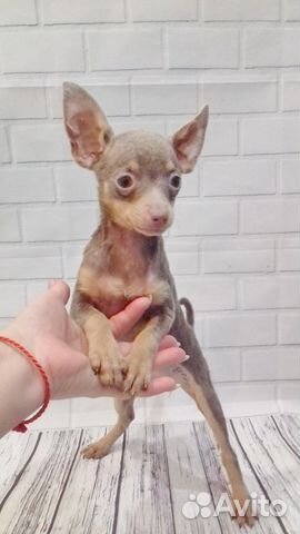 Лиловая очаровашка