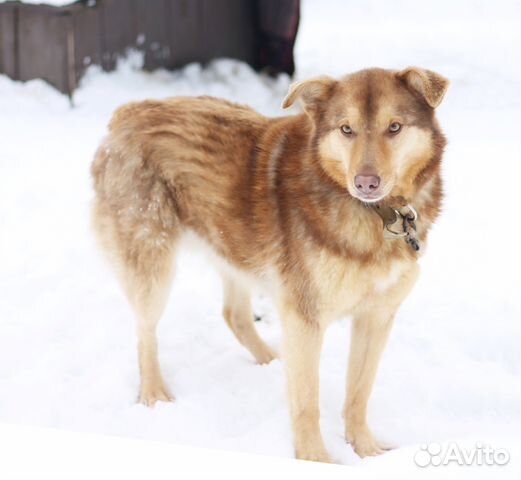 Шоколадная пампушка