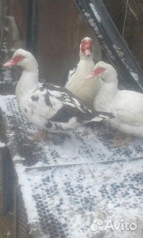 Мускусные утки