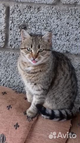Кошечка в хорошие руки