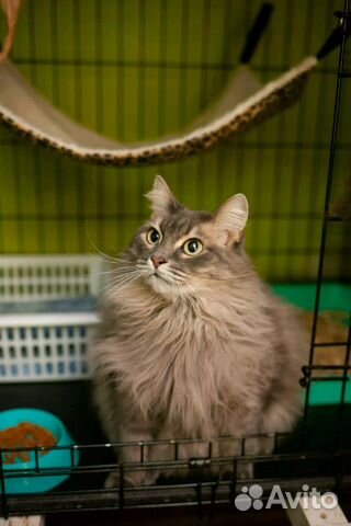 Я очень давно тебя жду