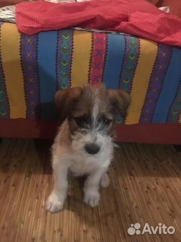 Горошек - крутой парень