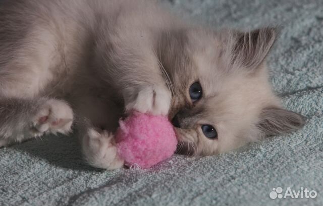 Невские маскарадные котята(мальчики)