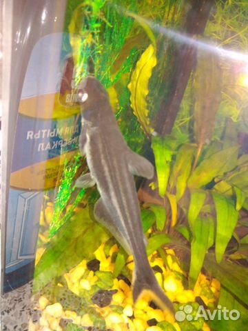 Пангасиус сом обмен