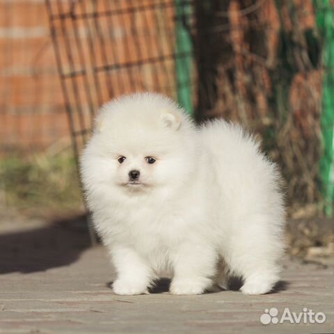 Роскошный медвеженок Ал-виши Феодор