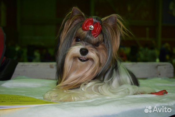 Кавалер