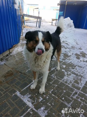 Васька в самые добрые руки