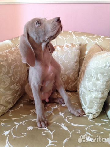 Веймарская легавая веймаранер Айрин Бриз 3 месяца