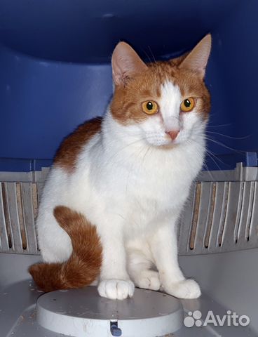 Рыжий котик-красавчик