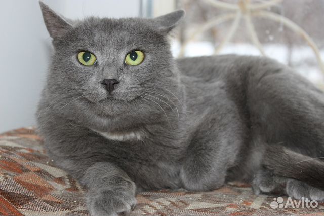 Кот Оникс ищет дом