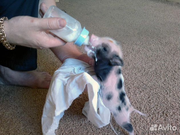 Мини пиги домашние свинки минипиги карликовые