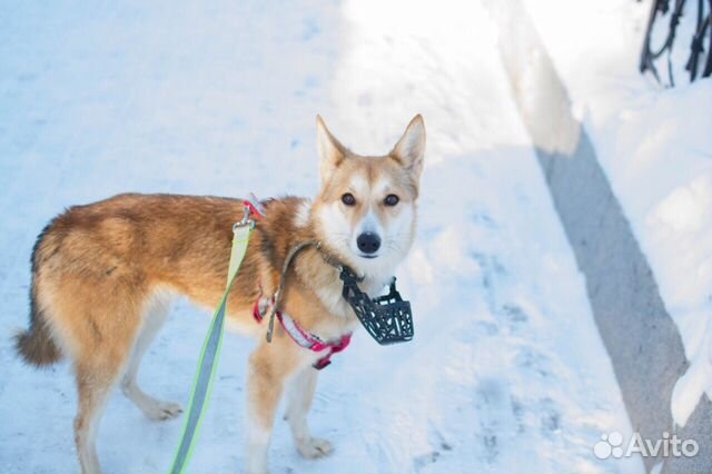 Собачка Грета