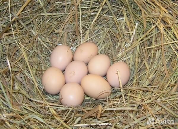 Чистопородные петухи