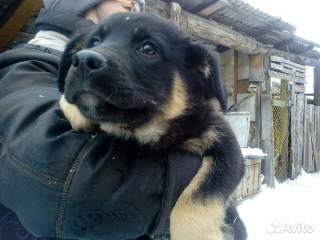 Жанна ищет дом