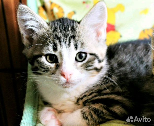 Очаровательная Стефани