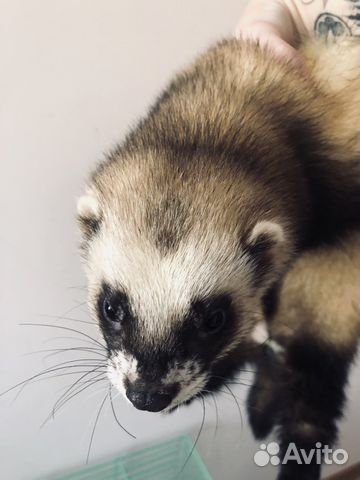 Хорек малыш