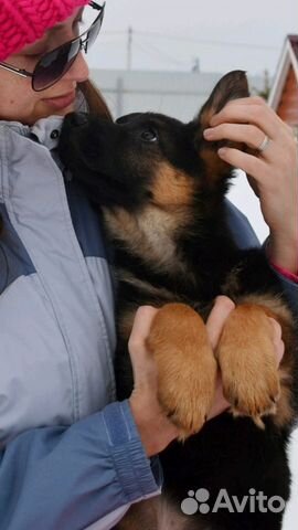 Немецкая овчарка, суки, 2,5 мес, питомник РКФ