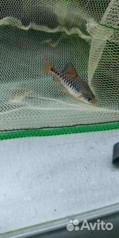 Барбус Олиголепис