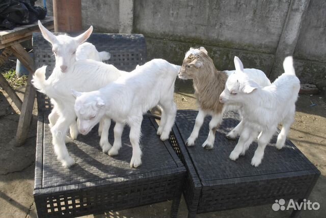 Продаю козлят