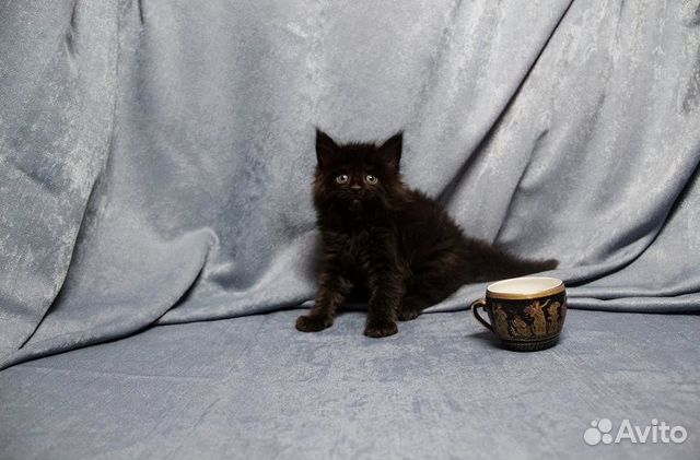 Котики породы мейн-кунчики