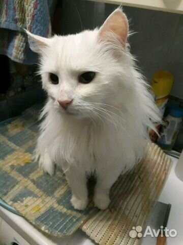 Белоснежная кошка