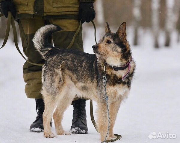 Милый бородатик Джим ищет дом