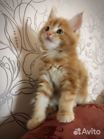 Королевские котята