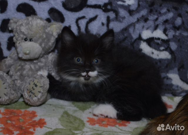Продам котят курильского бобтейла