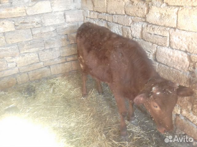 Продам телку