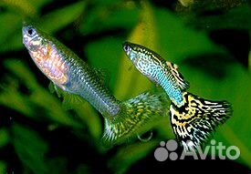 Рыбы Гуппи - отдаю бесплатно