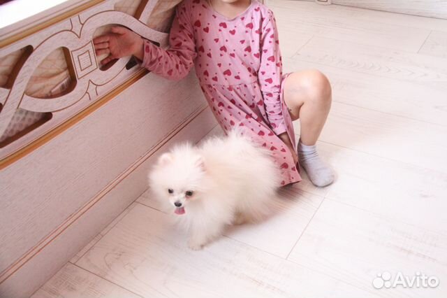 Шпиц 5 мес мини айс крем мальчик