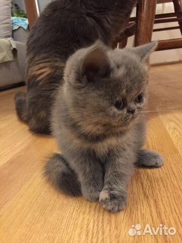 Экзотическая короткошёрстная