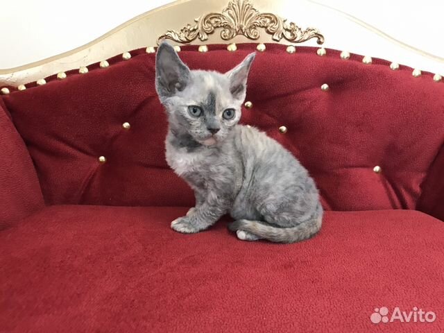 Девон-рекс Голубокремовая девочка