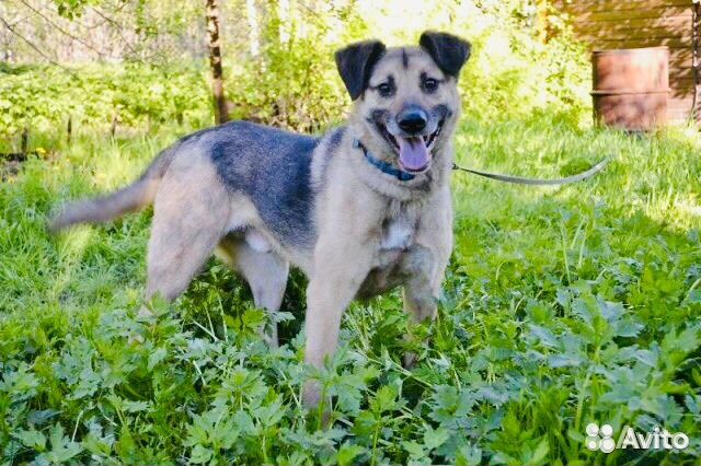 В добрые руки