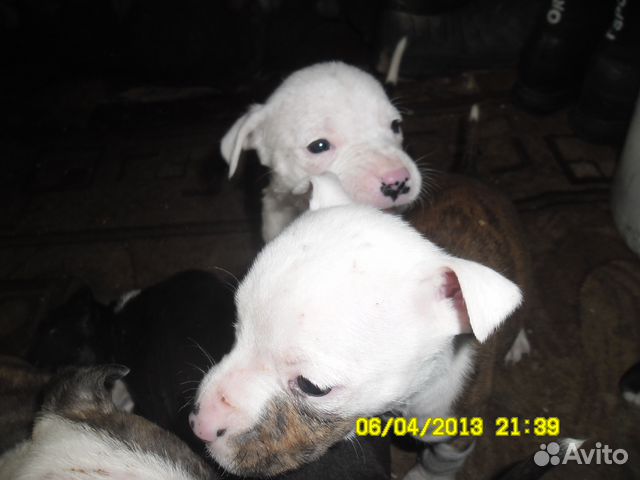 Cтаффордширские терьеры