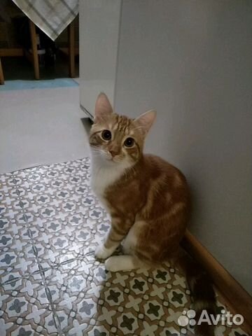 Молодой котик Тима,нет года