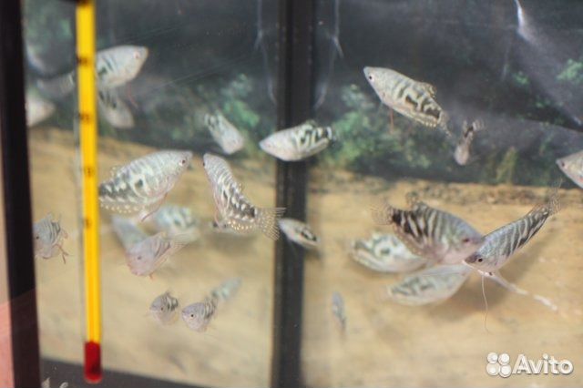 Мальки мраморного гурами
