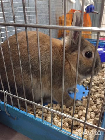 Кролик с клеткой