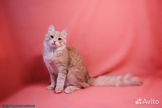 Сибирские котята с документами