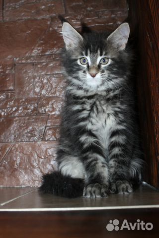 Котята Мейн Кун