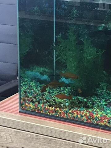 Рыбы меченосцы