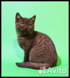 Кот страйт (котенок) шоколадный окрас, брид-класс